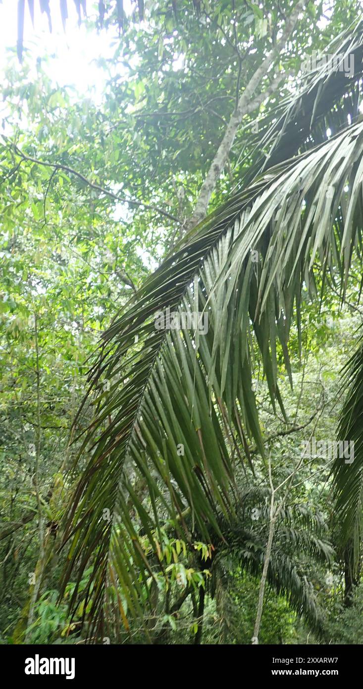 Cohune Palm (Attalea cohune) Plantae Stock Photo - Alamy