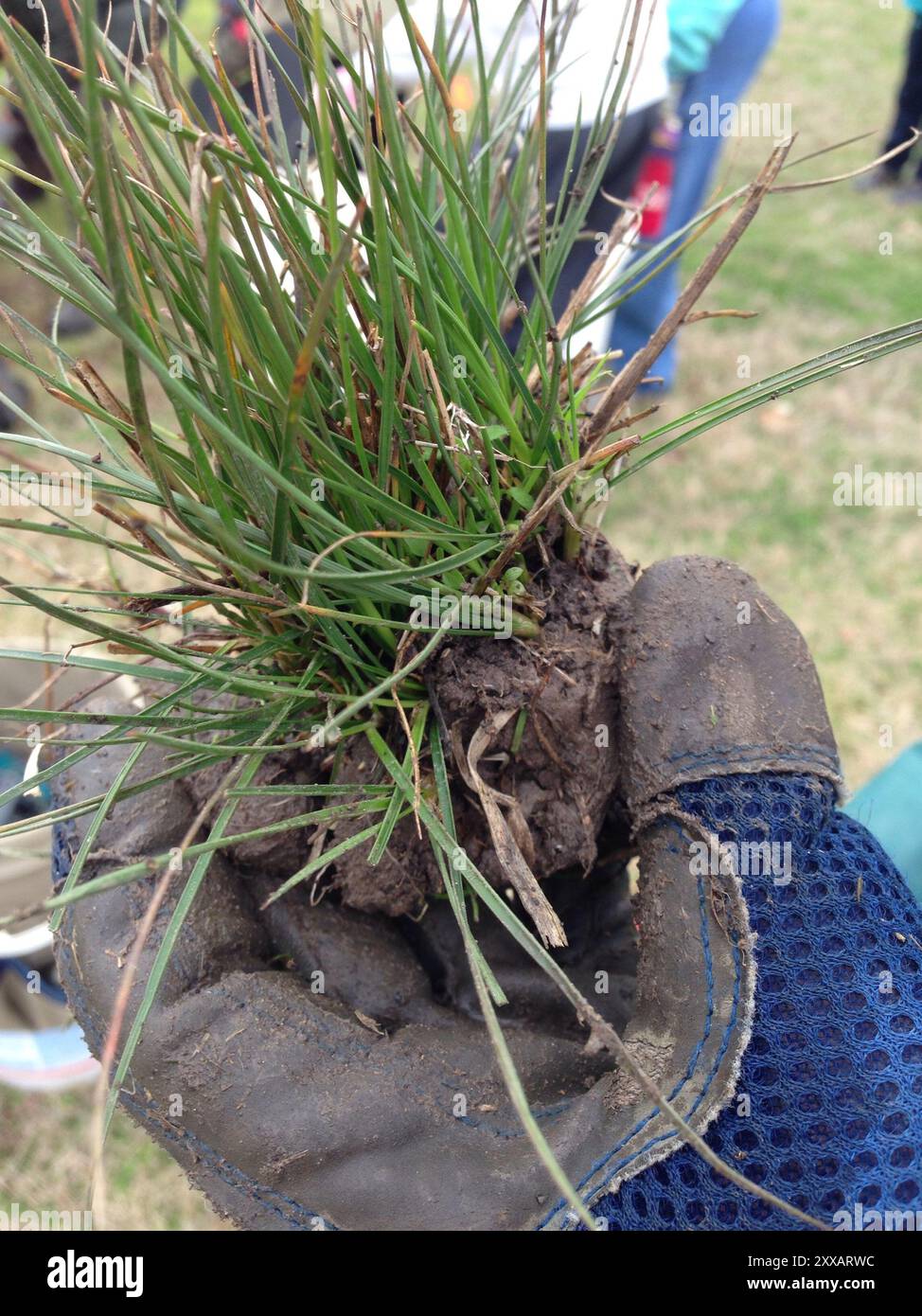 Fringe Rush (Fimbristylis) Plantae Stock Photo - Alamy