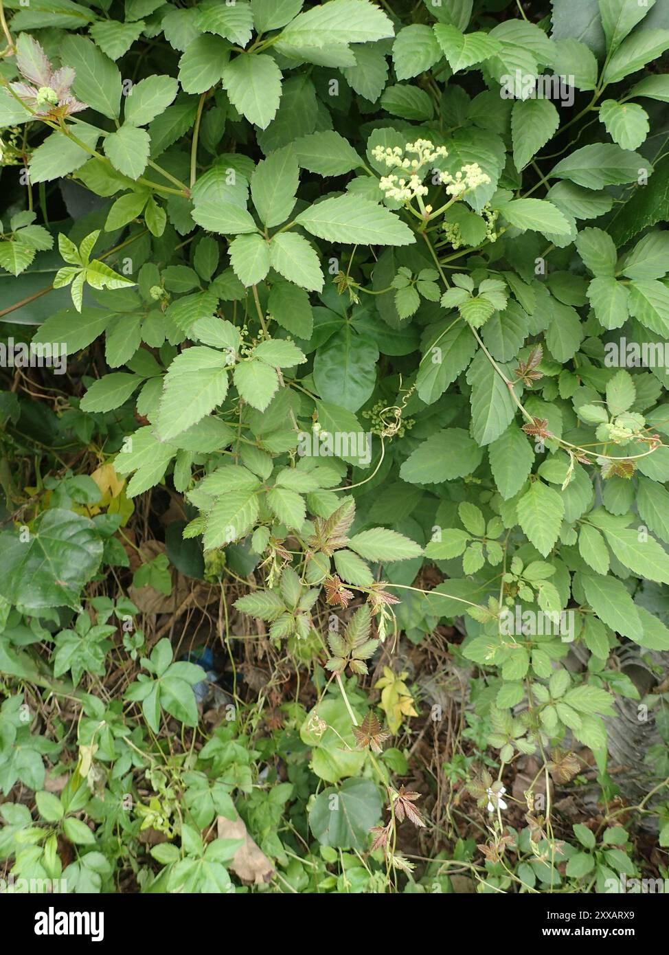 Bushkiller (Causonis japonica) Plantae Stock Photo - Alamy