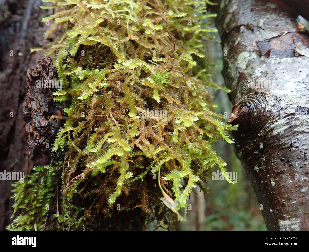 Pendulous Wing-moss (Antitrichia curtipendula) Plantae Stock Photo - Alamy