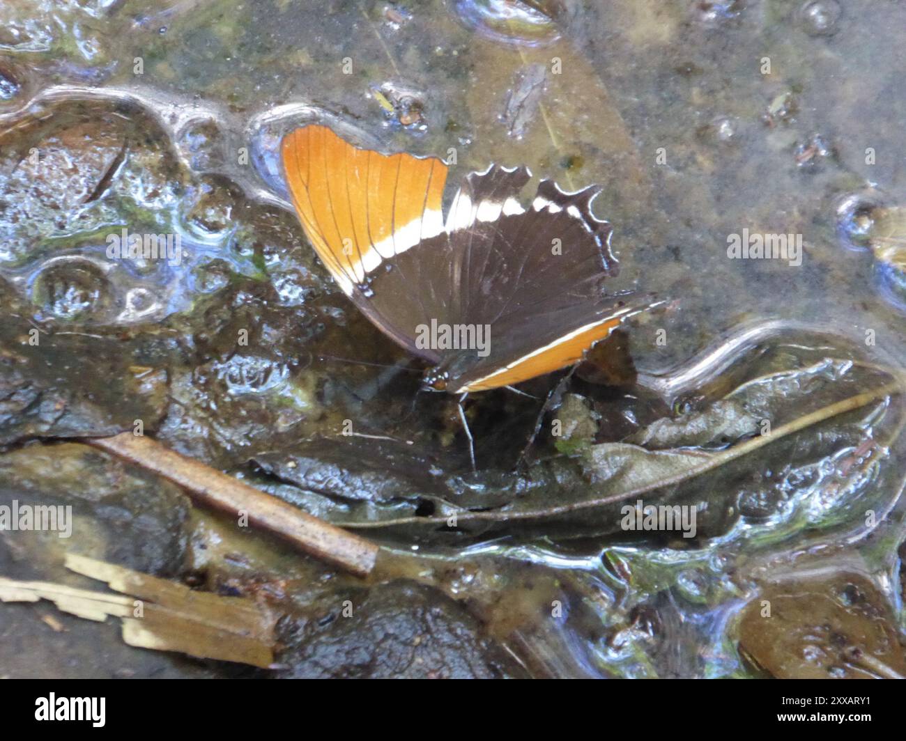 (Siproeta epaphus epaphus) Insecta Stock Photo - Alamy