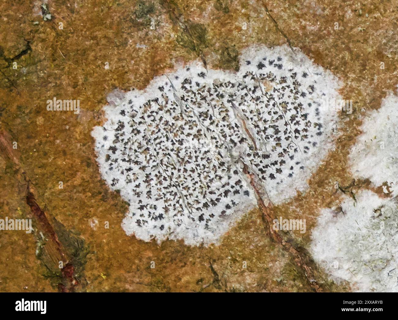 Asterisk Lichen (Arthonia radiata) Fungi Stock Photo - Alamy