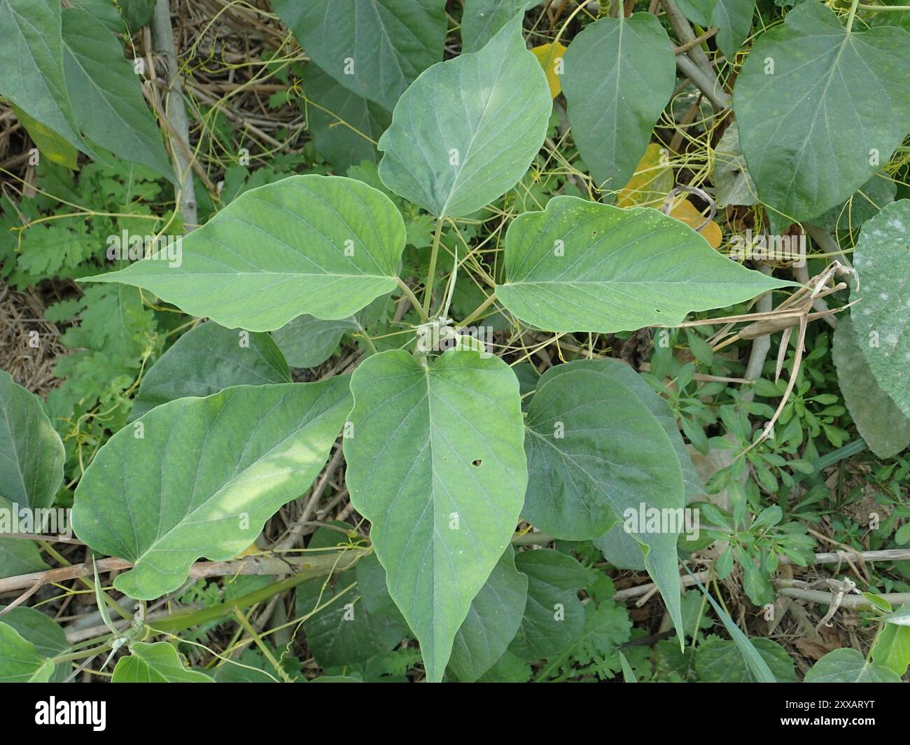 (Ipomoea carnea fistulosa) Plantae Stock Photo - Alamy