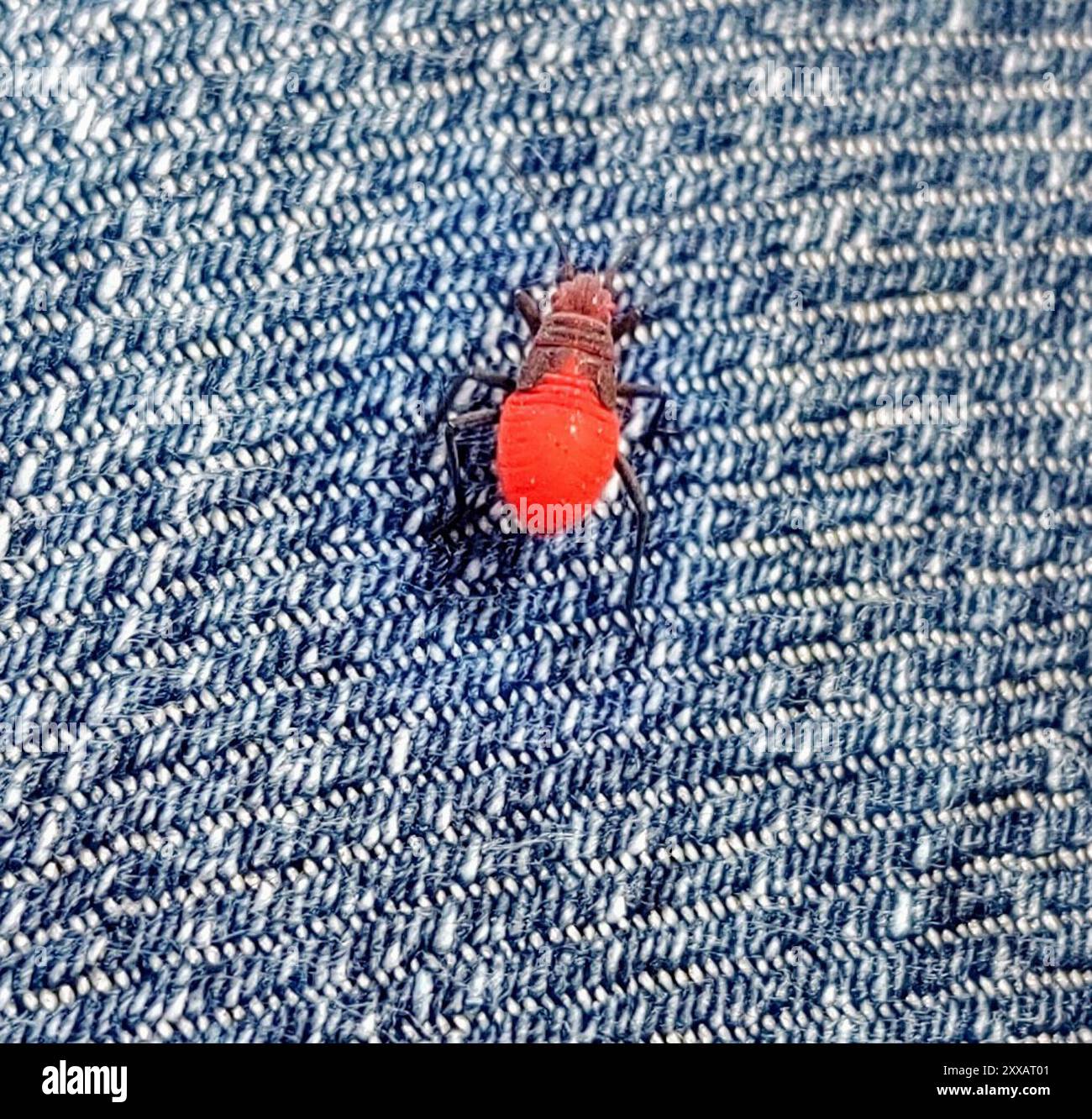 Red-shouldered Bug (Jadera haematoloma) Insecta Stock Photo - Alamy