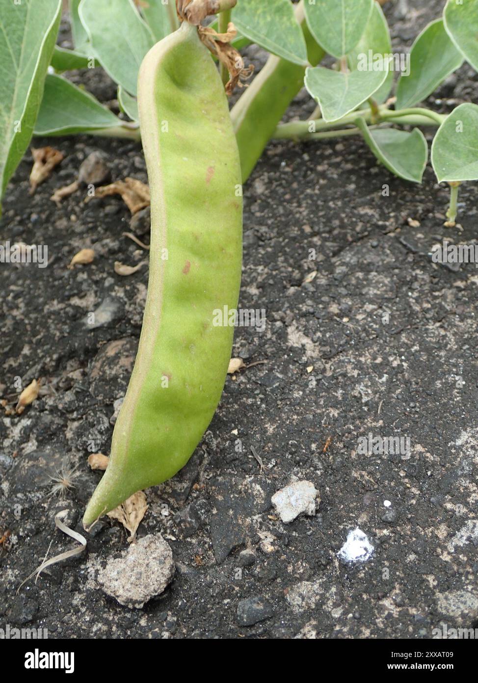 Beach Bean (Canavalia rosea) Plantae Stock Photo - Alamy