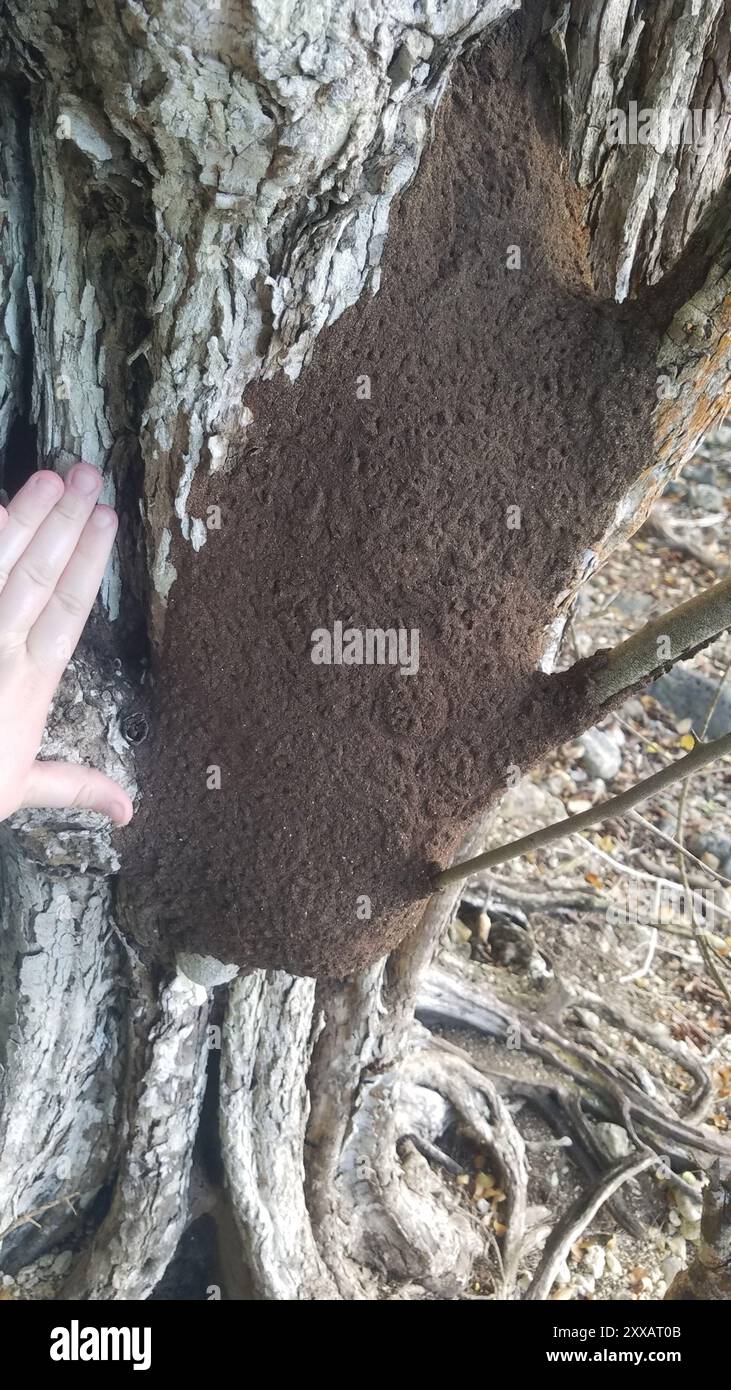 Conehead Termites (Nasutitermes) Insecta Stock Photo - Alamy