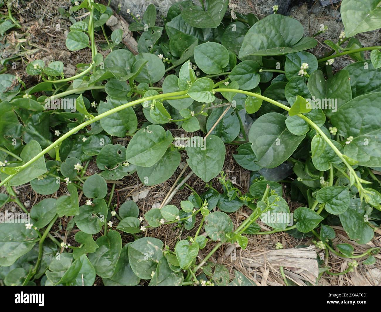 Malabar spinach (Basella alba) Plantae Stock Photo - Alamy