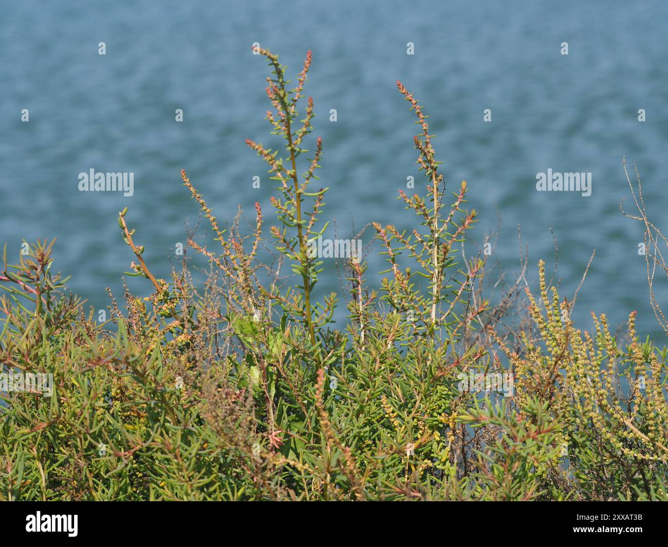 Herbaceous Seepweed (Suaeda maritima) Plantae Stock Photo - Alamy