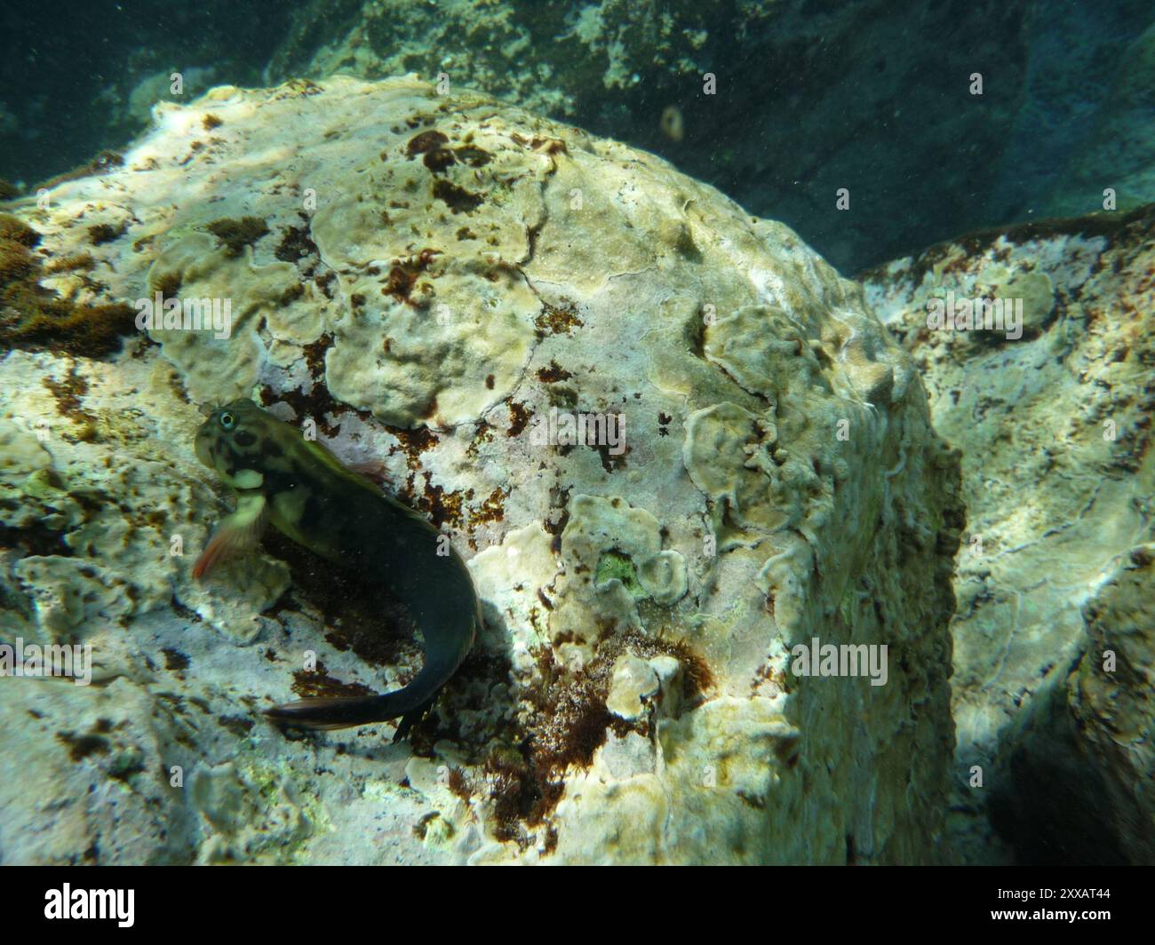 East Atlantic Redlip Blenny (Ophioblennius atlanticus) Actinopterygii ...
