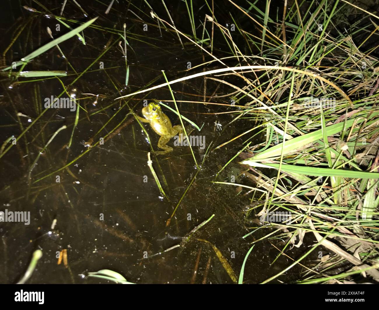 Lesser Swimming Frog (Pseudis minuta) Amphibia Stock Photo - Alamy