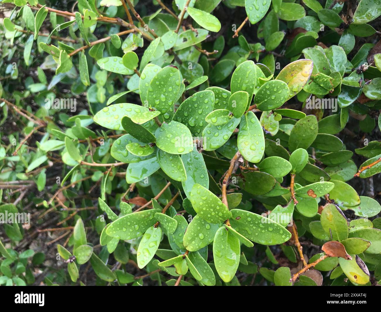 (Daphnopsis racemosa) Plantae Stock Photo - Alamy