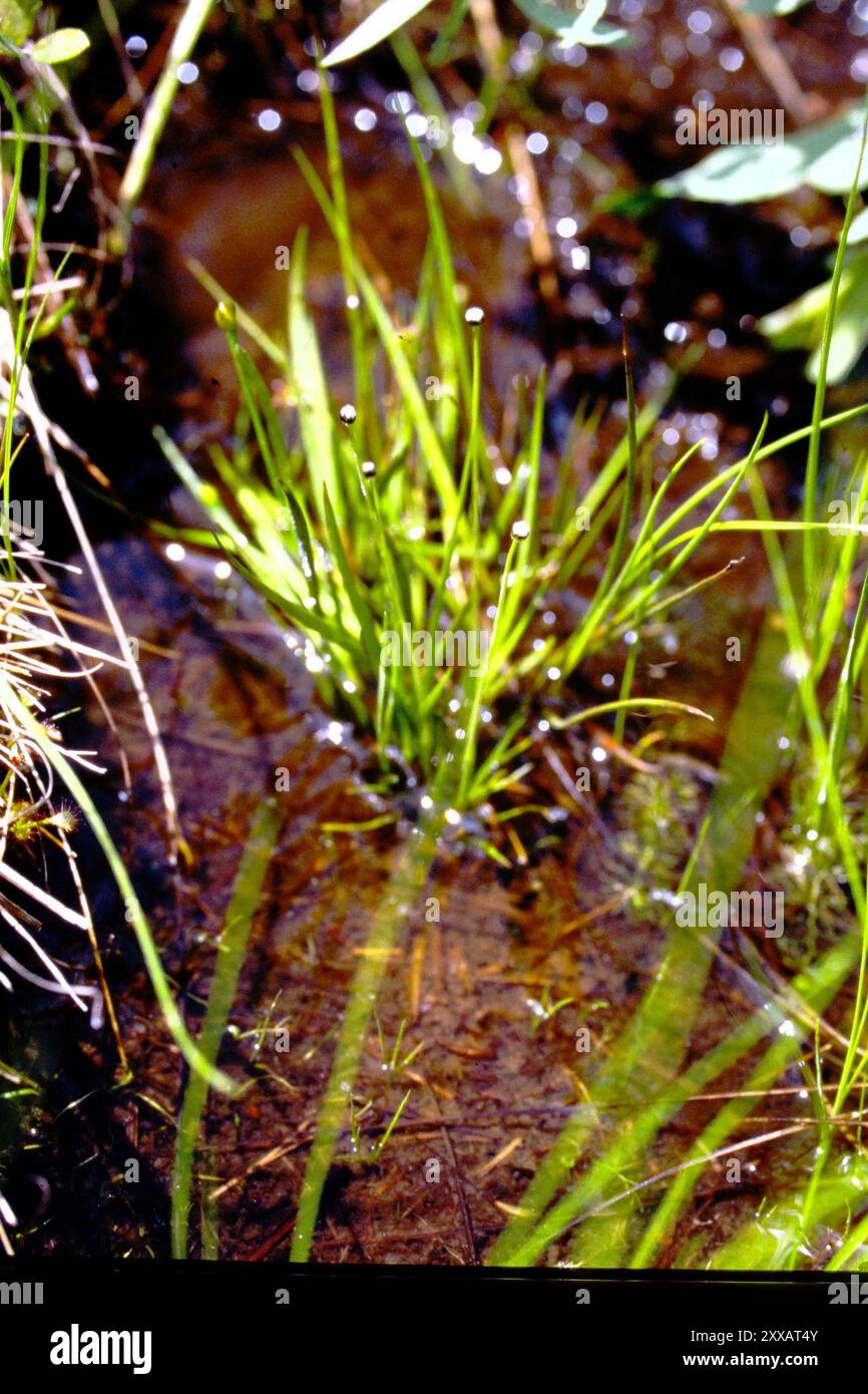 Common Pipewort (Eriocaulon aquaticum) Plantae Stock Photo - Alamy
