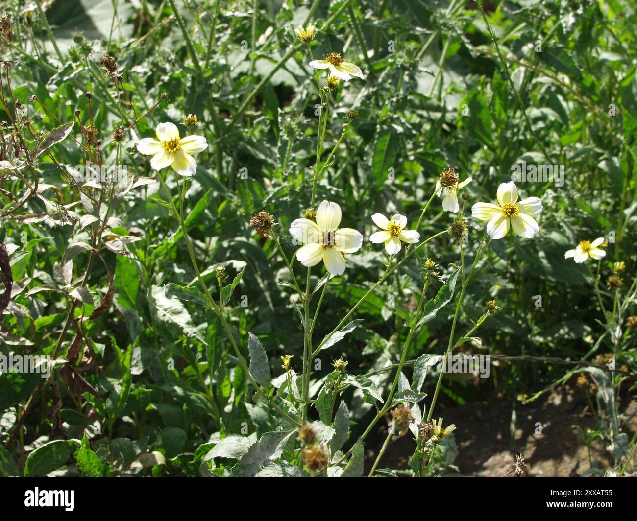 Arizona beggarticks (Bidens aurea) Plantae Stock Photo - Alamy