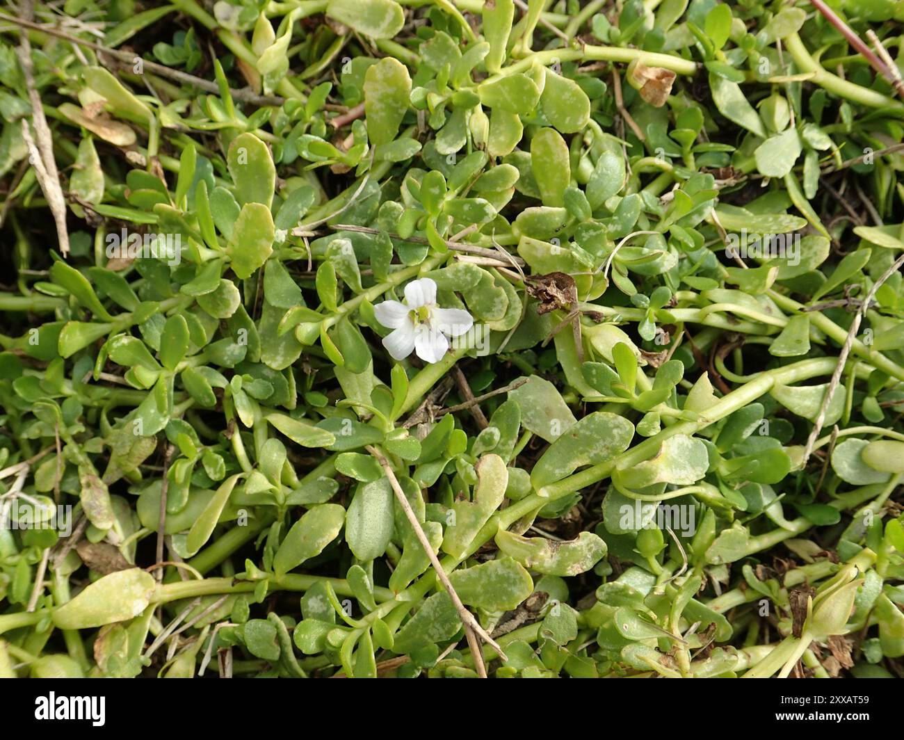 Herb-of-Grace (Bacopa monnieri) Plantae Stock Photo - Alamy