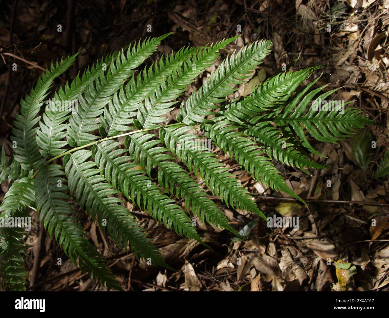 European chain fern (Woodwardia radicans) Plantae Stock Photo - Alamy