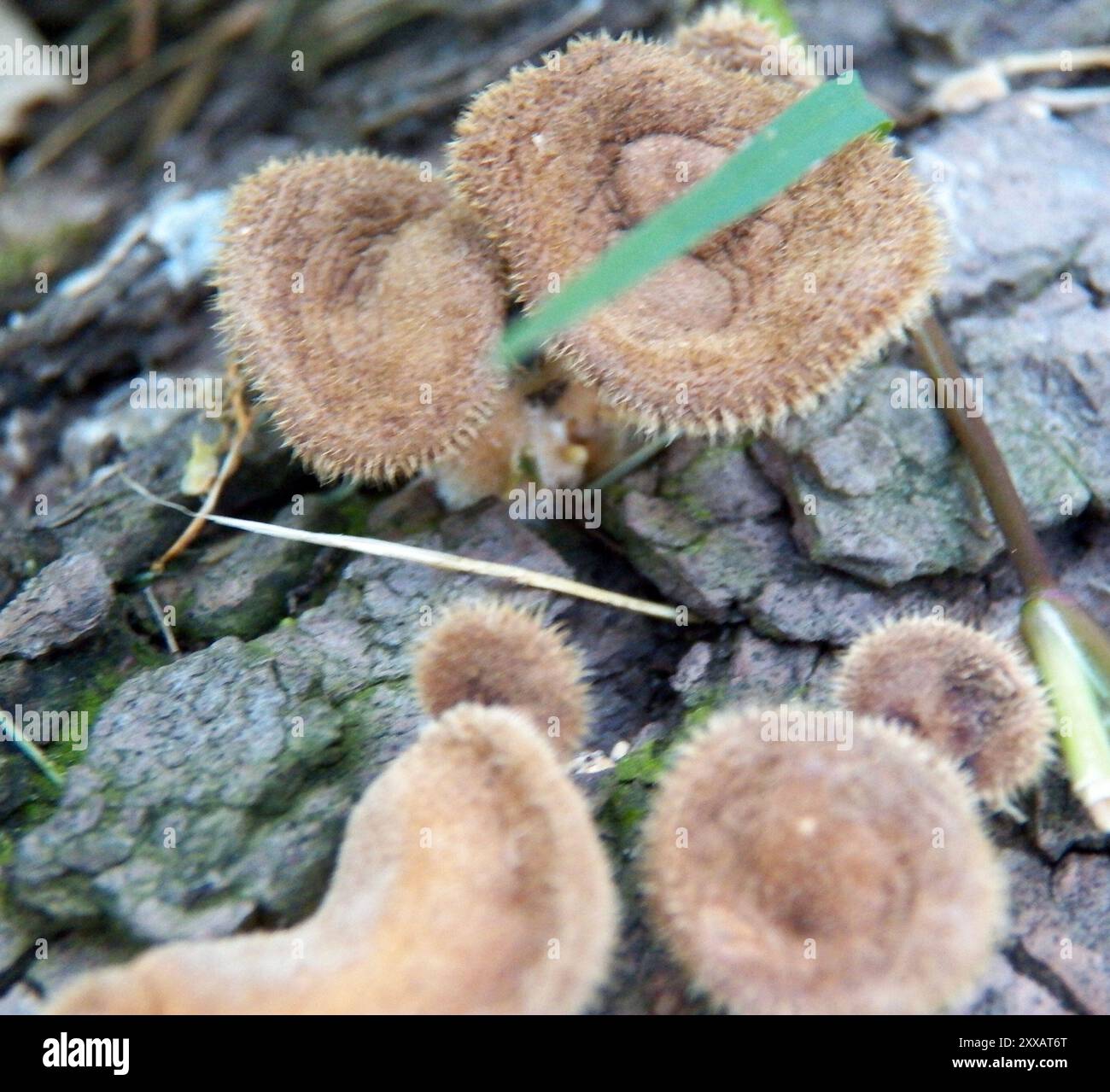fringed sawgill (Lentinus crinitus) Fungi Stock Photo - Alamy