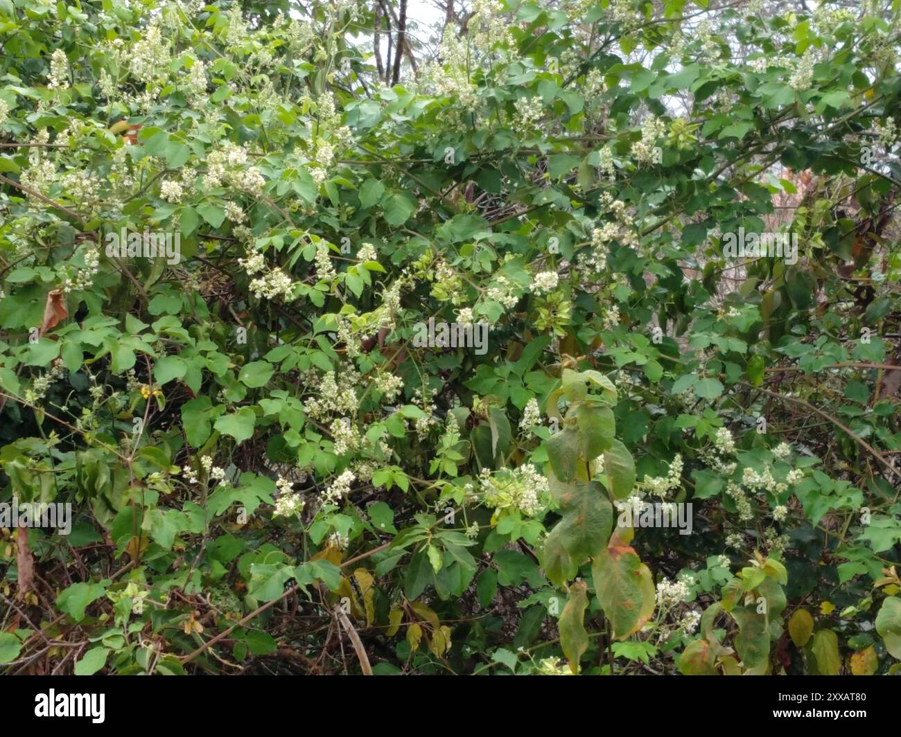 soapberry family (Sapindaceae) Plantae Stock Photo - Alamy