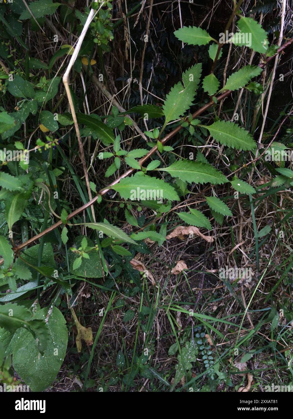 Shrubby Haloragis (Haloragis erecta) Plantae Stock Photo - Alamy