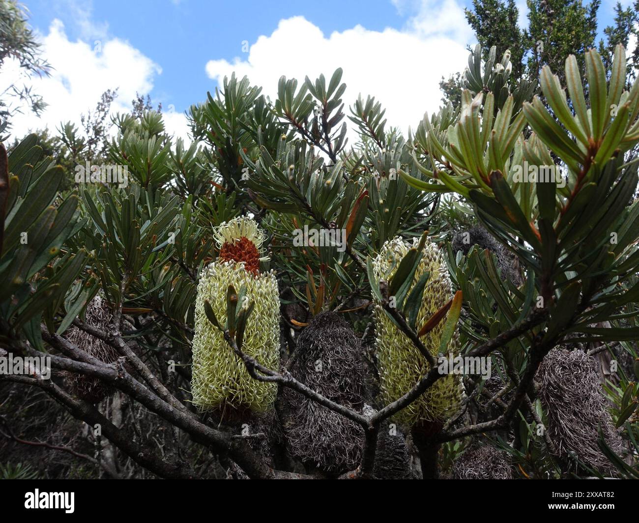 Silver Banksia (Banksia marginata) Plantae Stock Photo - Alamy