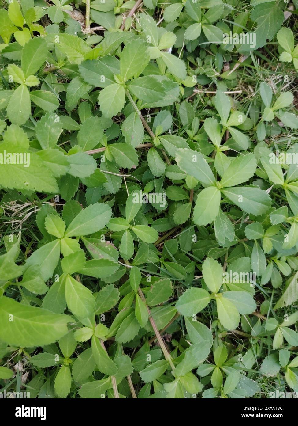 turkey tangle frogfruit (Phyla nodiflora) Plantae Stock Photo - Alamy