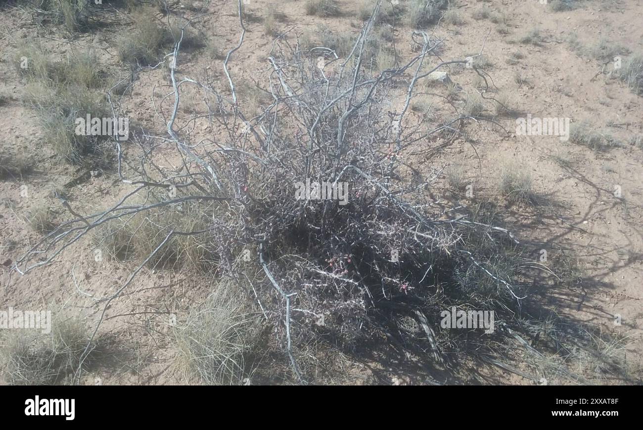 Christmas cholla (Cylindropuntia leptocaulis) Plantae Stock Photo - Alamy