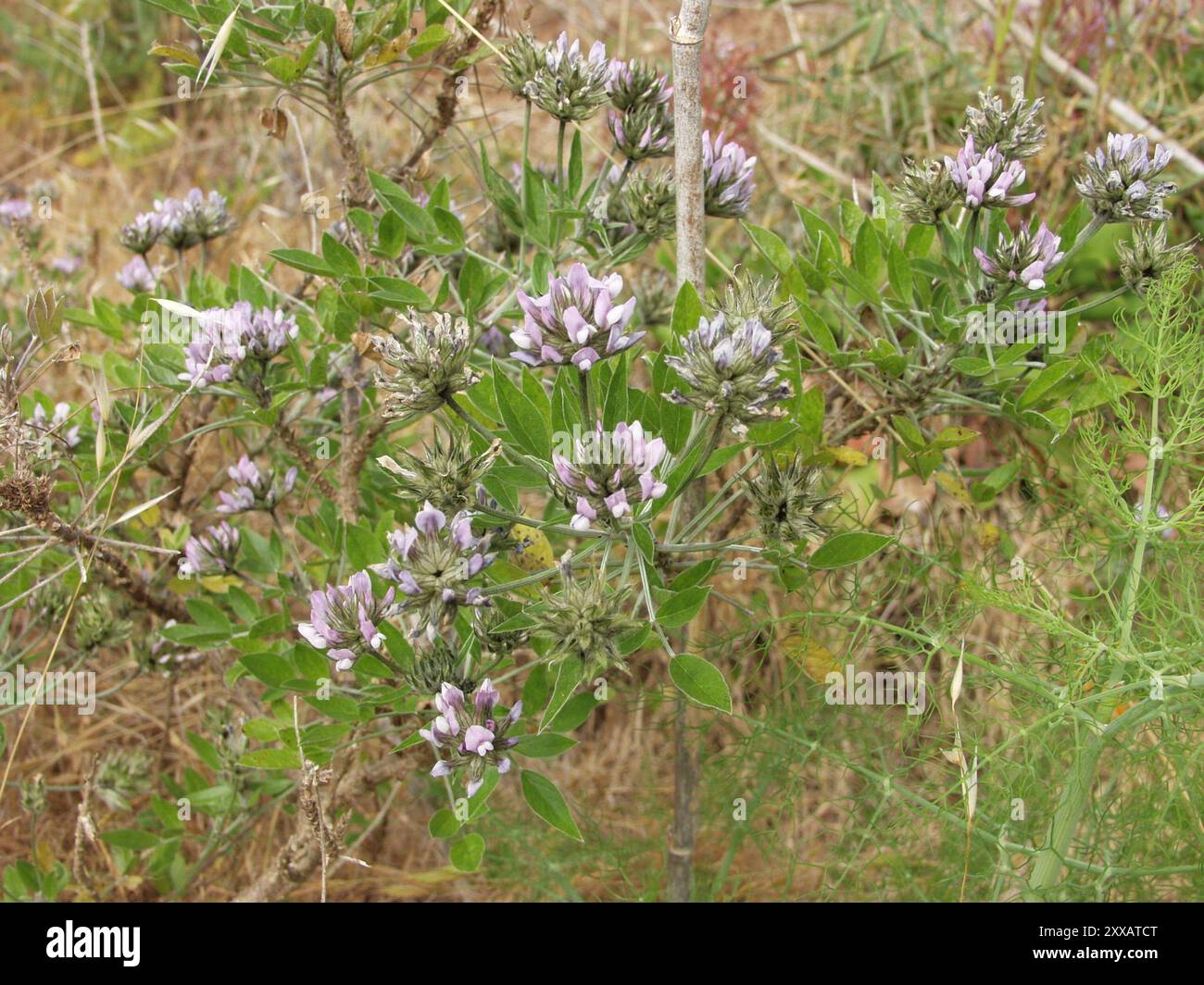 arabian pea (Bituminaria bituminosa) Plantae Stock Photo - Alamy