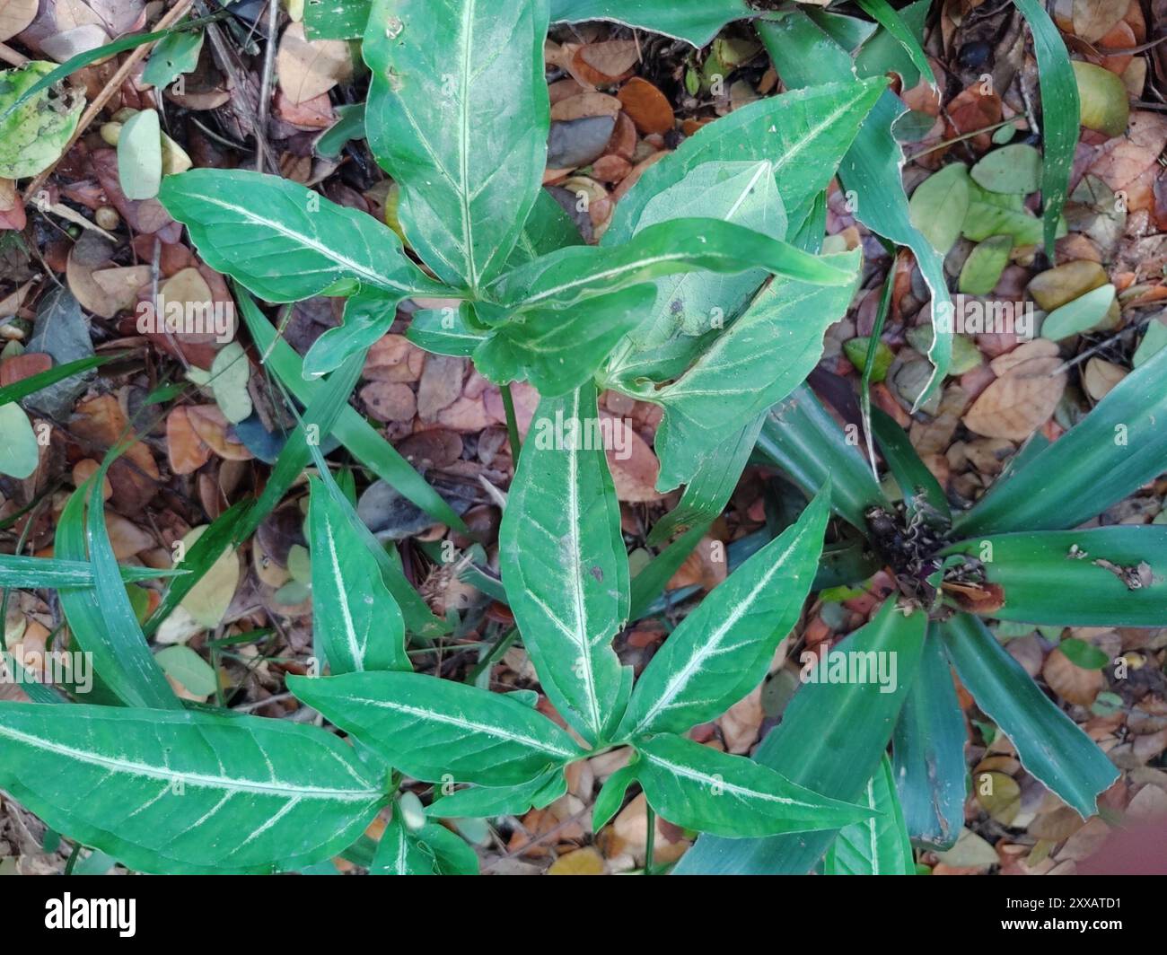 Goosefoot-plant (Syngonium podophyllum) Plantae Stock Photo - Alamy