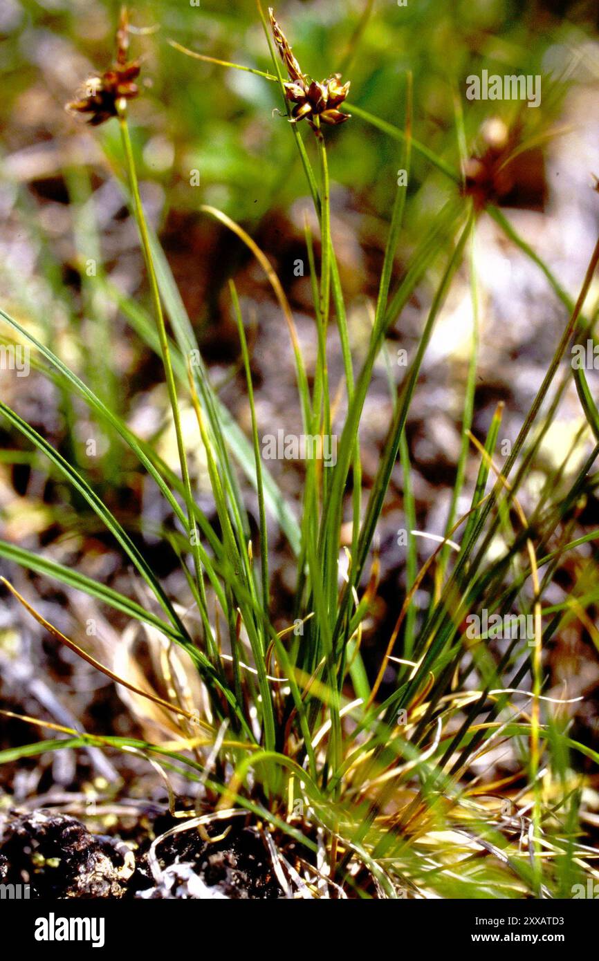 weak arctic sedge (Carex supina) Plantae Stock Photo - Alamy