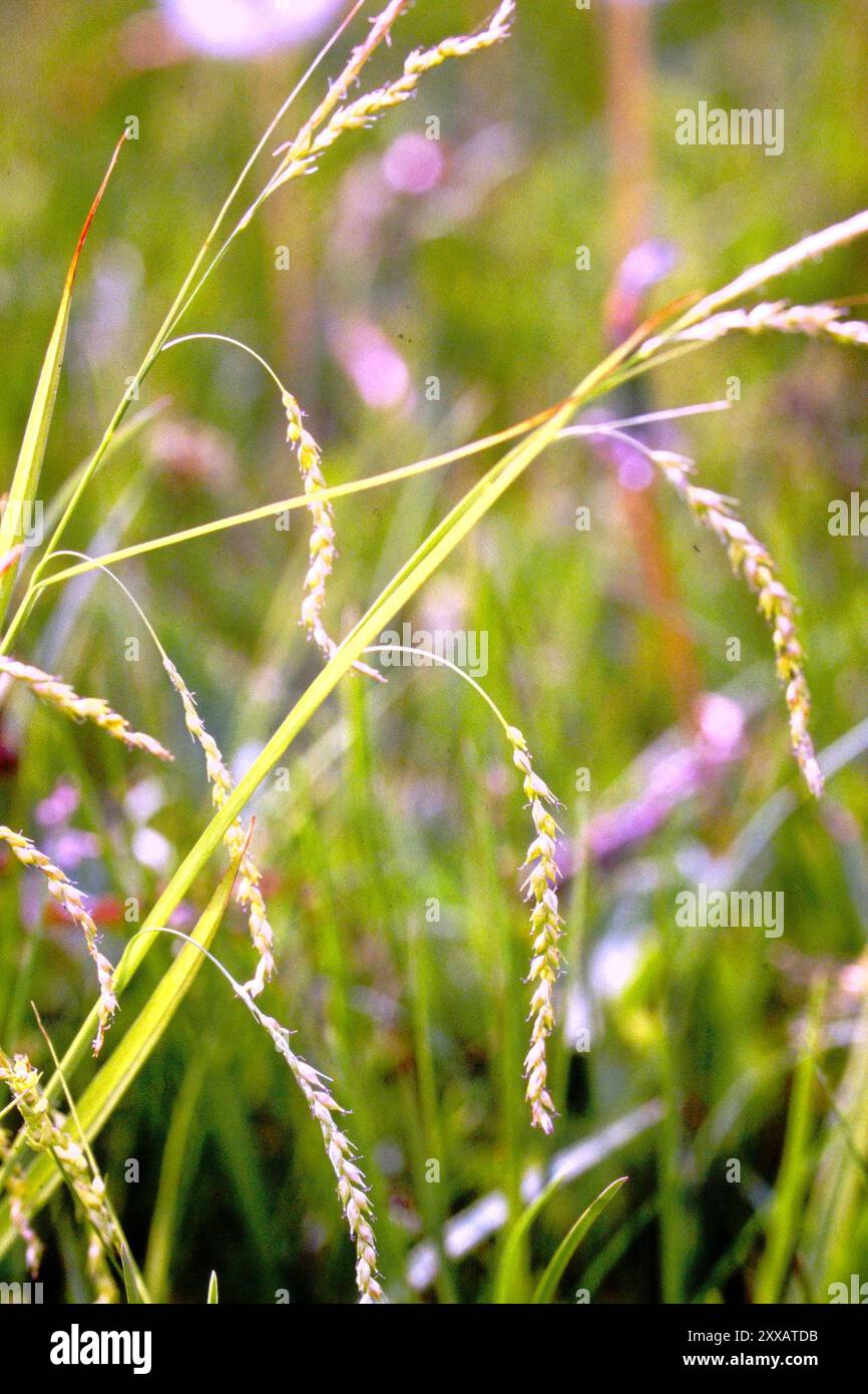 drooping woodland sedge (Carex arctata) Plantae Stock Photo - Alamy