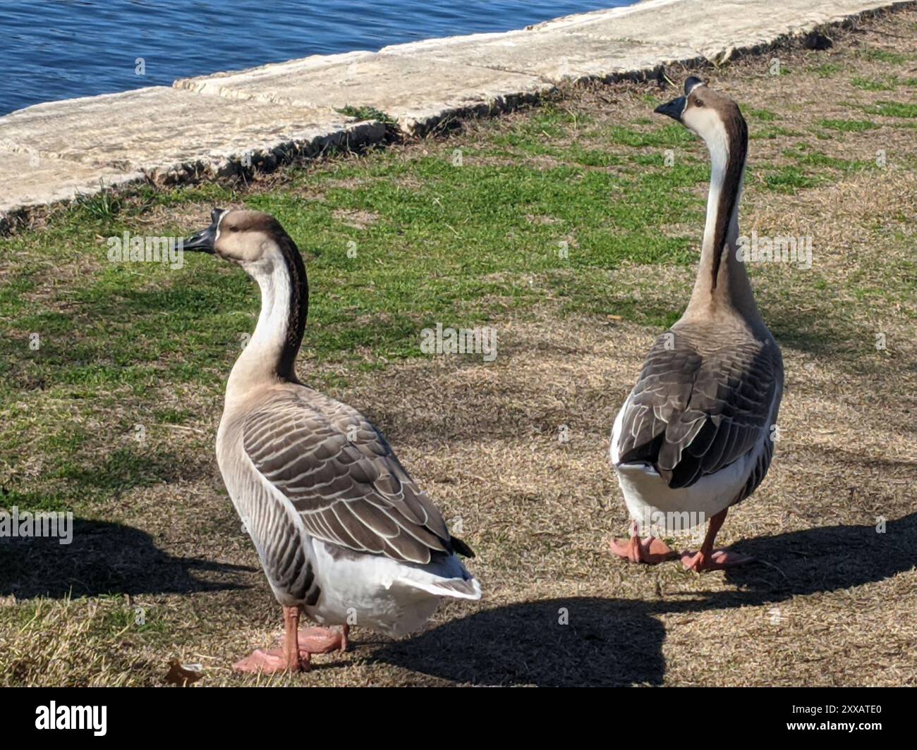 Domestic Swan Goose (Anser cygnoides domesticus) Aves Stock Photo - Alamy