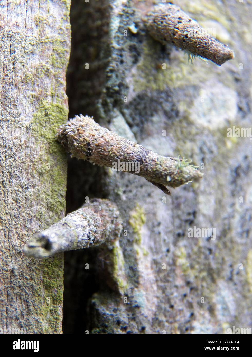Bagworm Moths (Psychidae) Insecta Stock Photo - Alamy