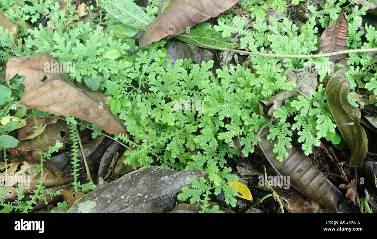 spikemosses (Selaginella) Plantae Stock Photo - Alamy