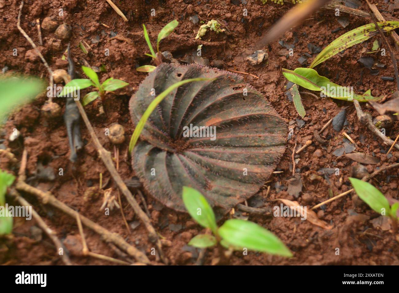 (Nervilia plicata) Plantae Stock Photo - Alamy