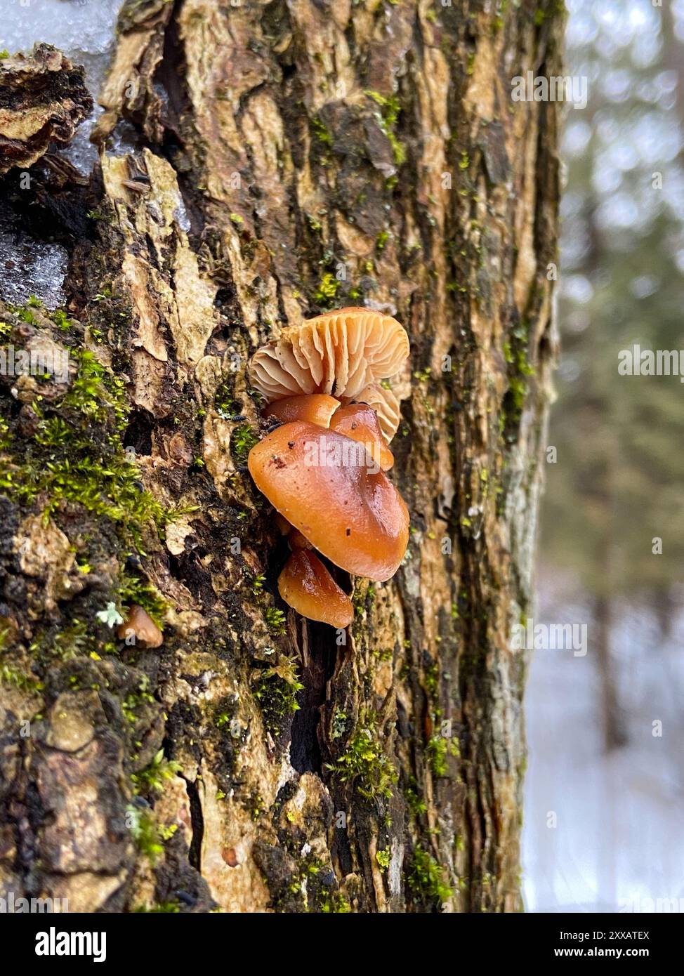 Velvet Foot (Flammulina velutipes) Fungi Stock Photo - Alamy