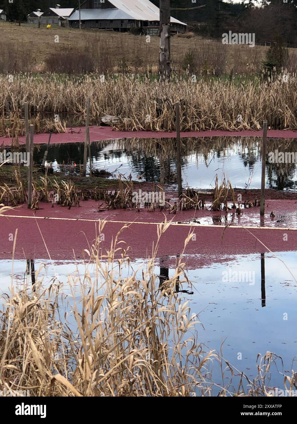red algae (Rhodophyta) Plantae Stock Photo - Alamy