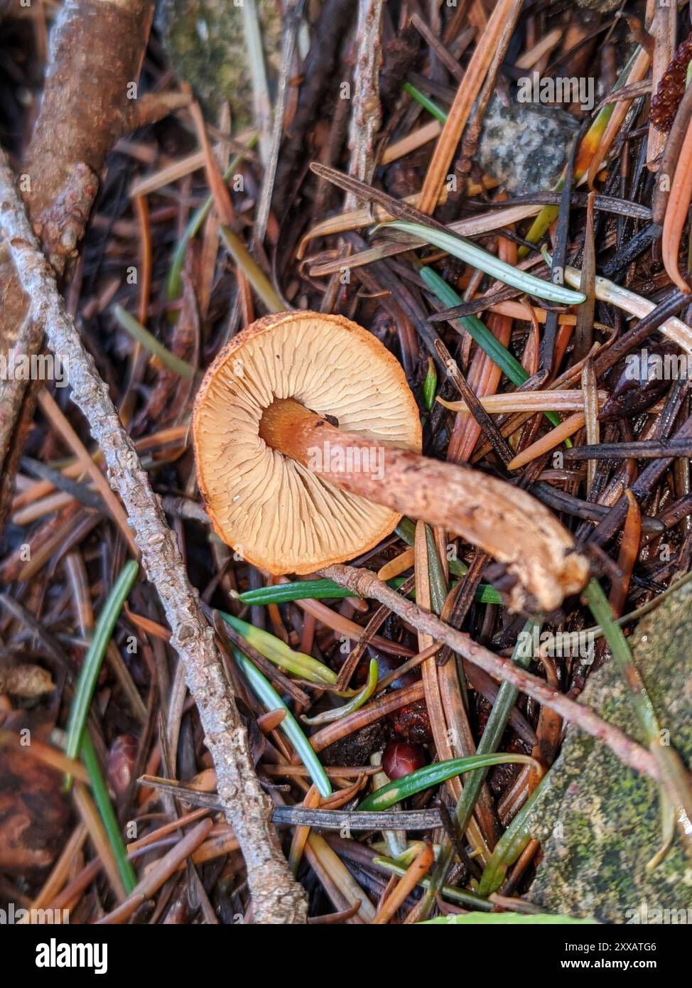 Powdercaps (Cystoderma) Fungi Stock Photo - Alamy