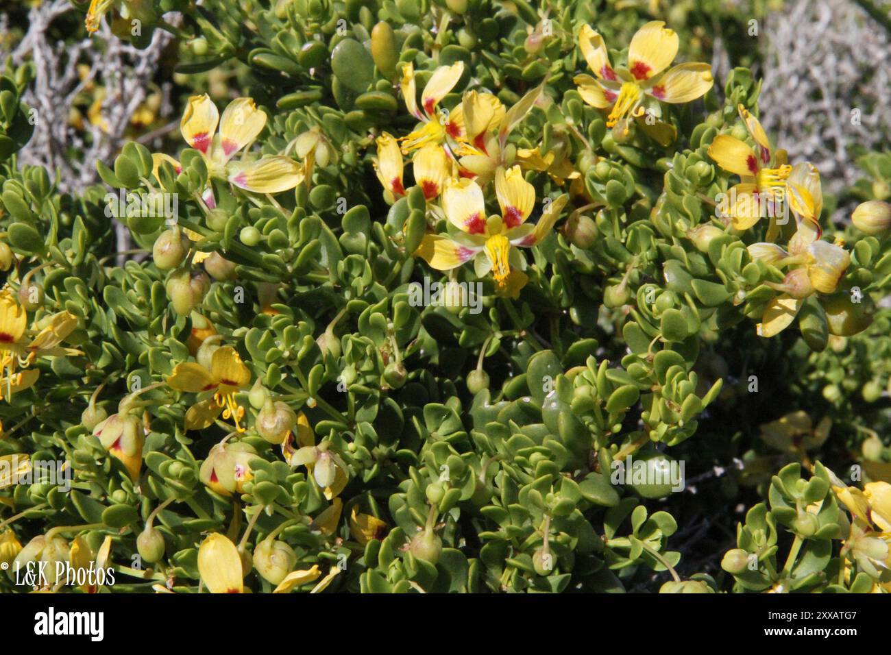 Thin Twinleaf (Roepera flexuosa) Plantae Stock Photo - Alamy