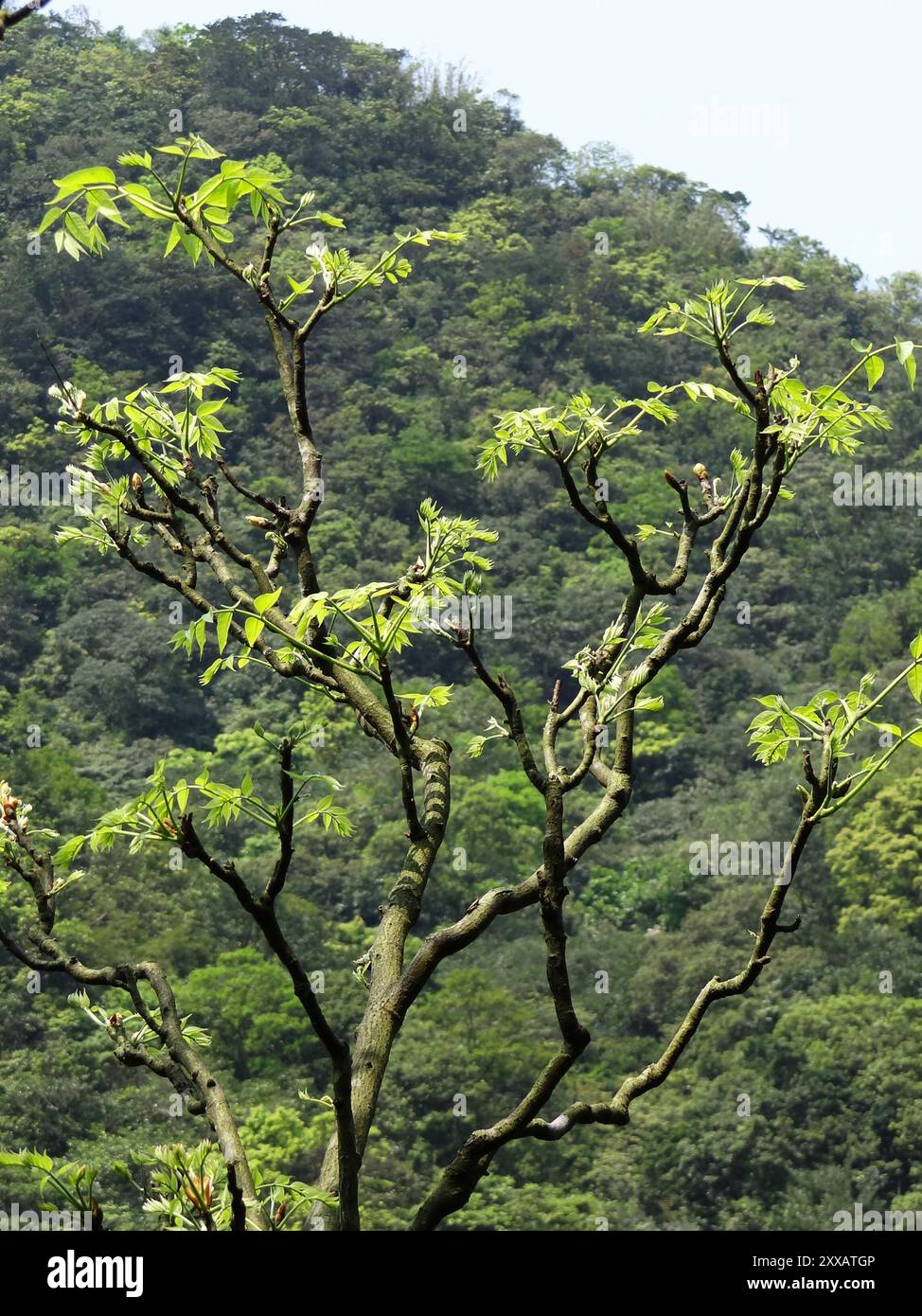 (Bretschneidera sinensis) Plantae Stock Photo - Alamy