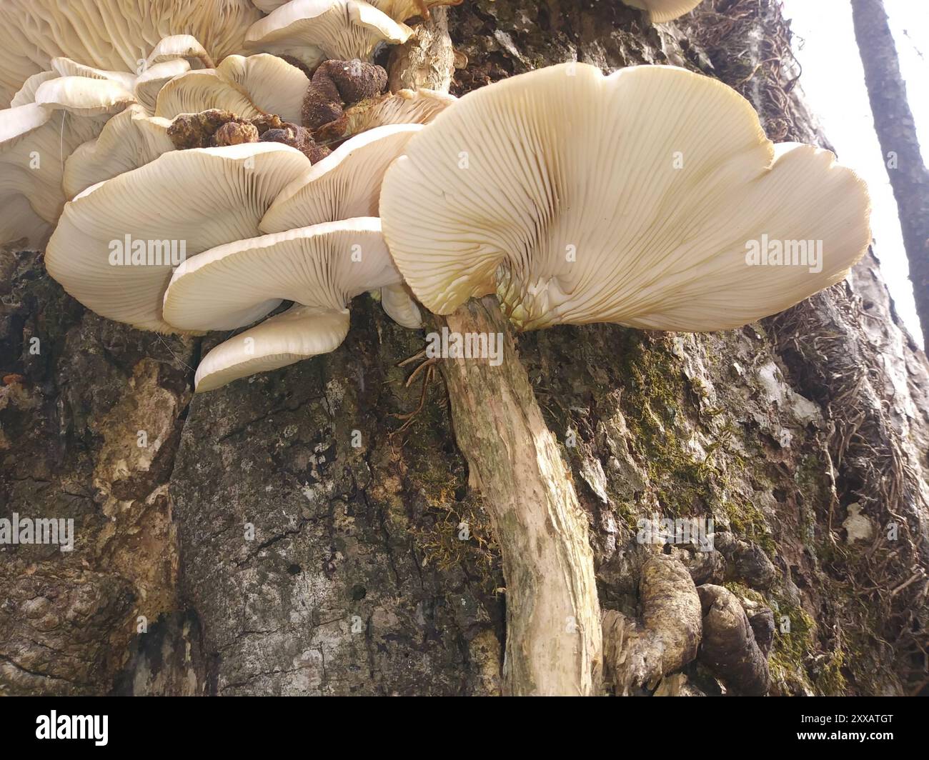 Oyster Mushroom (Pleurotus ostreatus) Fungi Stock Photo - Alamy