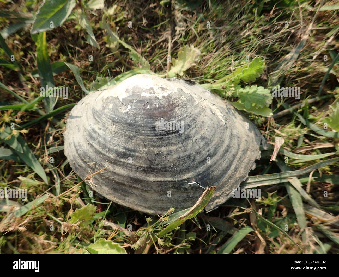 Sinanodonta hi-res stock photography and images - Alamy