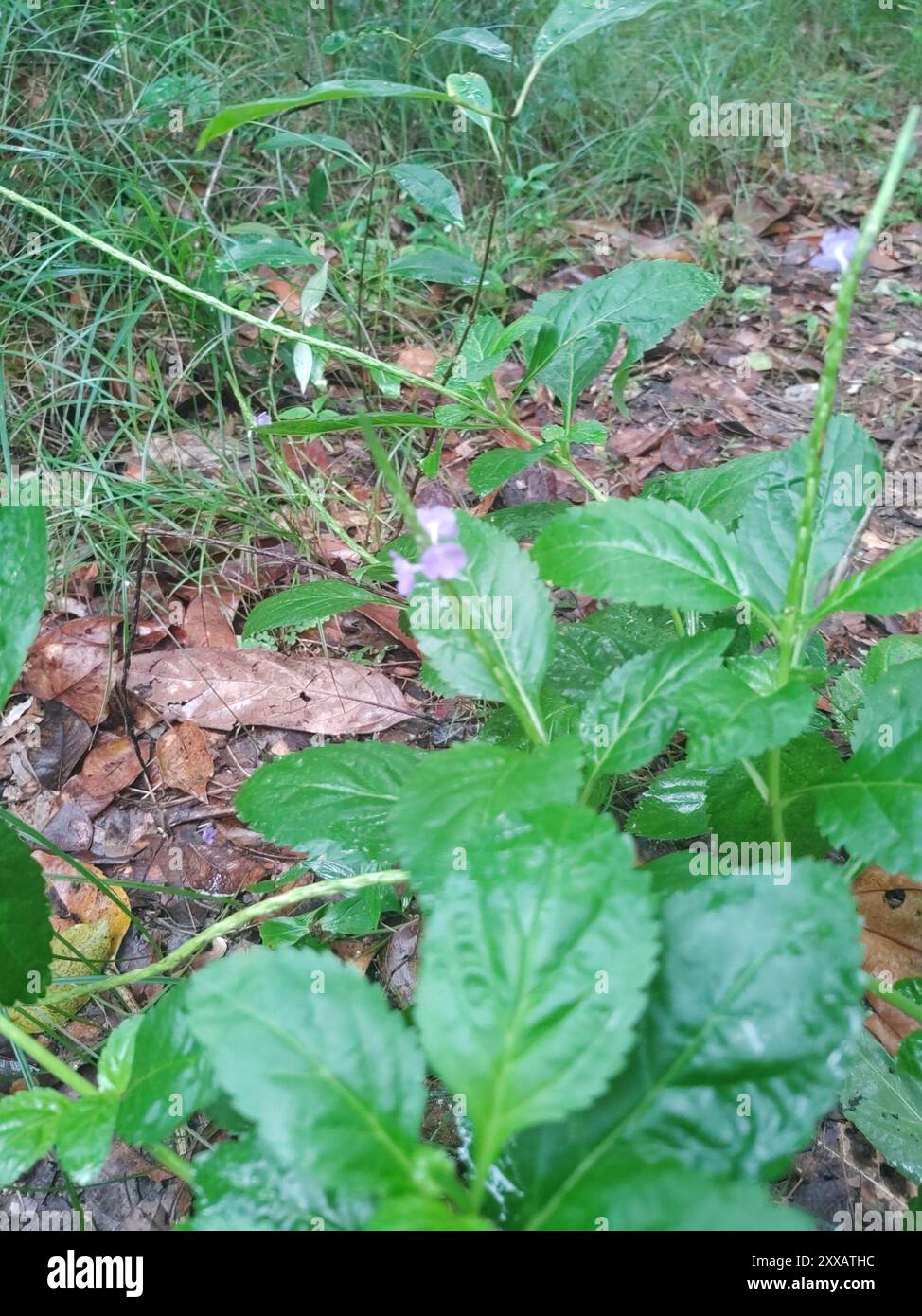 Porterweed (Stachytarpheta) Plantae Stock Photo - Alamy