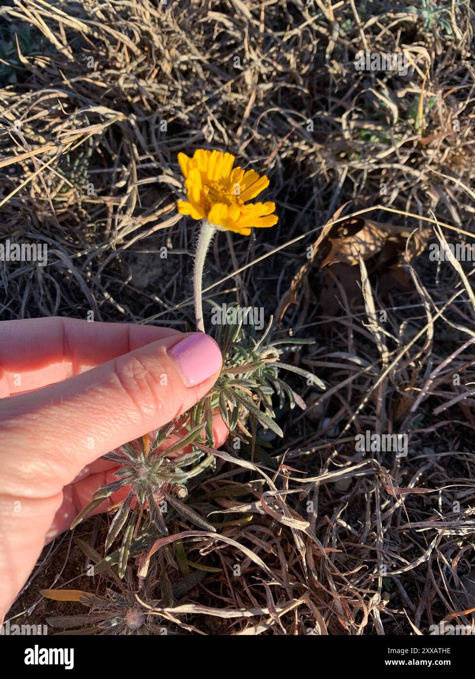 Stemmy Four-nerved Daisy (Tetraneuris scaposa) Plantae Stock Photo - Alamy