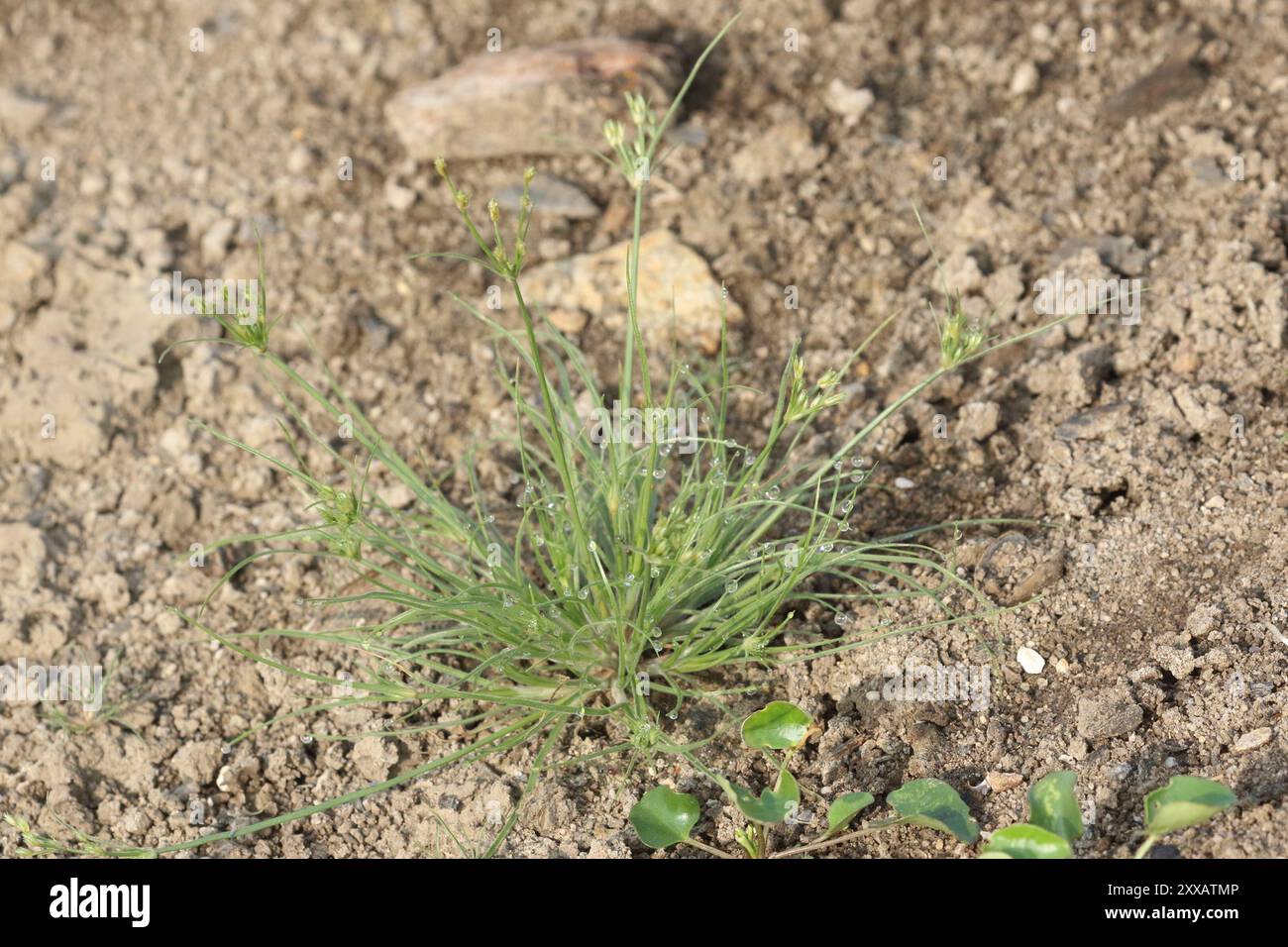 Fringe Rush (Fimbristylis) Plantae Stock Photo - Alamy