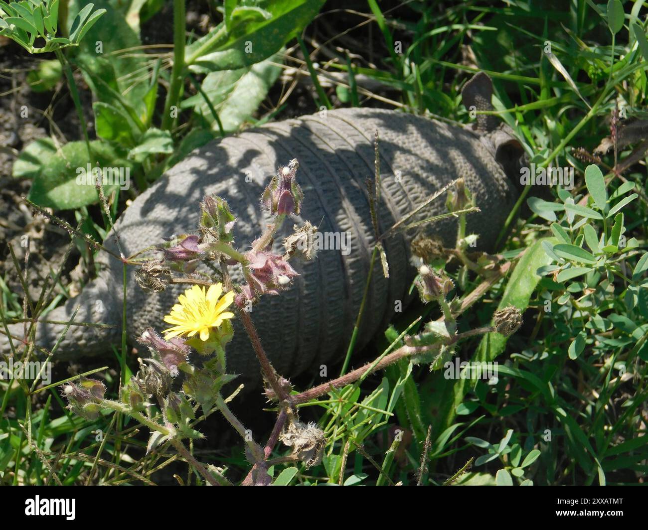 Southern Seven-banded Armadillo (Dasypus septemcinctus hybridus ...
