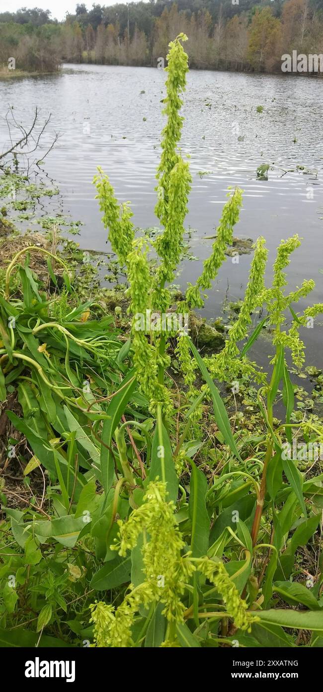 swamp dock (Rumex verticillatus) Plantae Stock Photo - Alamy