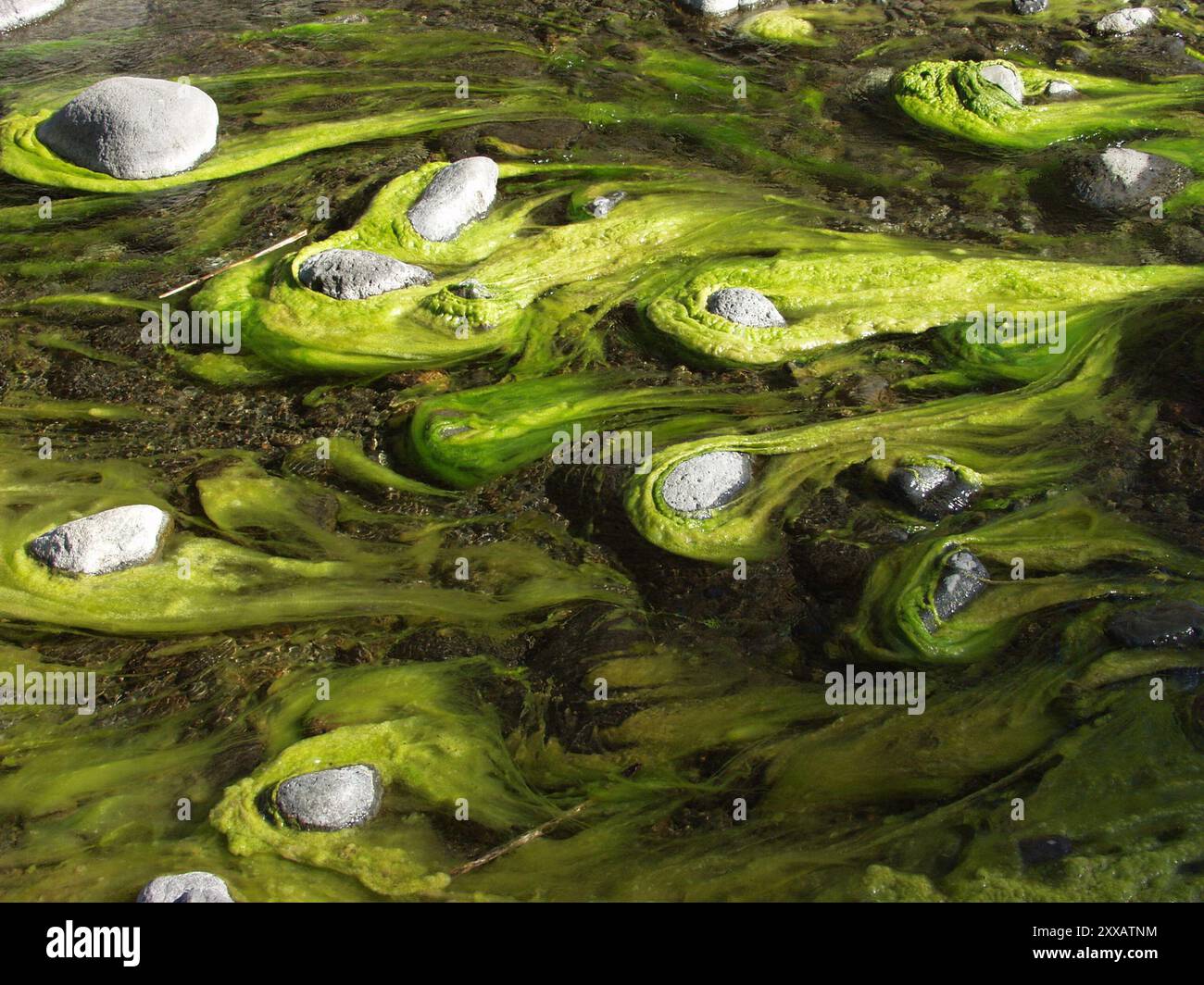 green algae (Chlorophyta) Plantae Stock Photo - Alamy