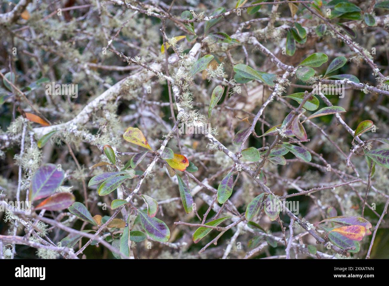 Tough Bully (Sideroxylon tenax) Plantae Stock Photo - Alamy