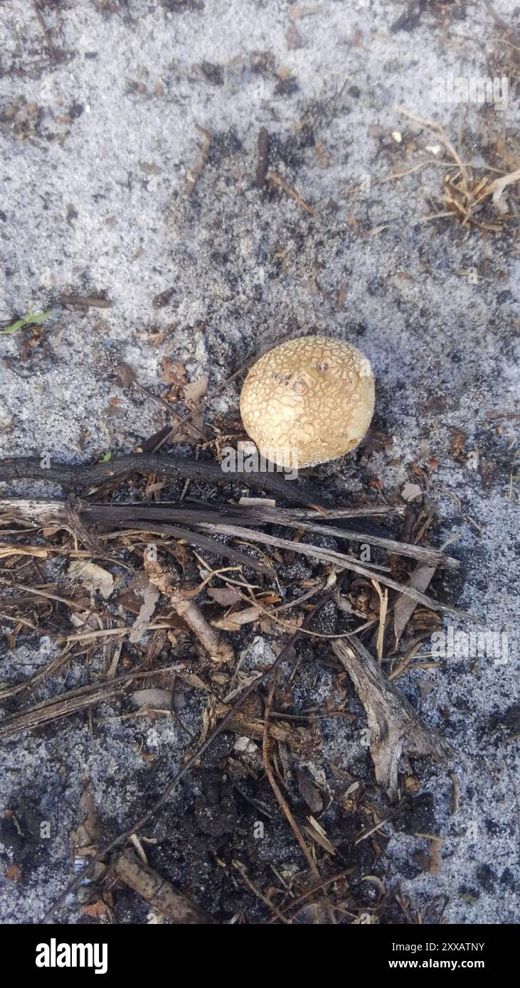 common earthball (Scleroderma citrinum) Fungi Stock Photo - Alamy