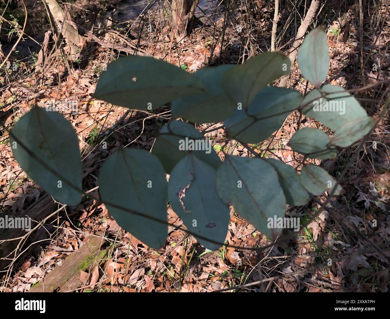 sawbrier (Smilax glauca) Plantae Stock Photo - Alamy