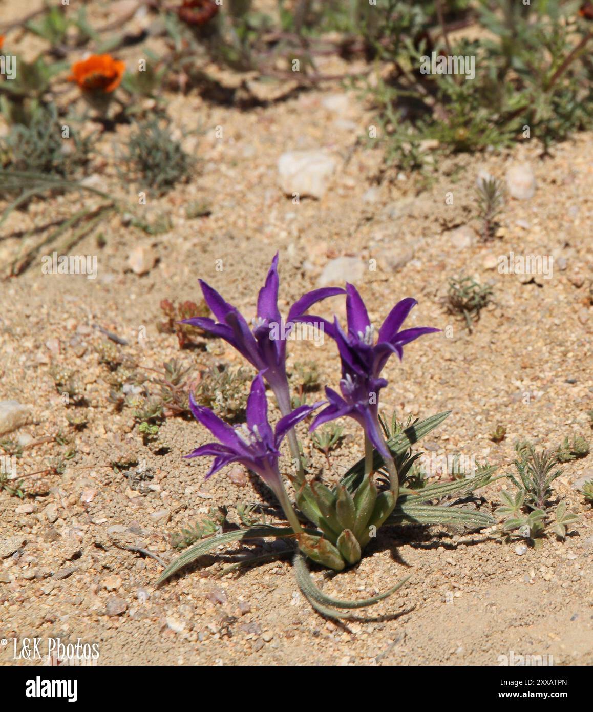 Baboon Root (Babiana) Plantae Stock Photo - Alamy